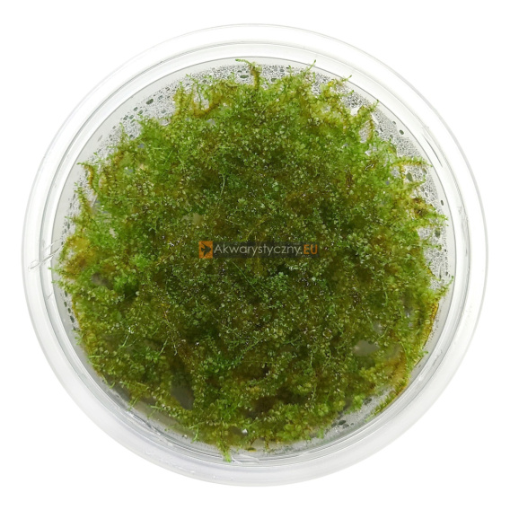 Plagiomnium Affine Pearl moss kubek 10cm in vitro Sklep Akwarystyczny.EU